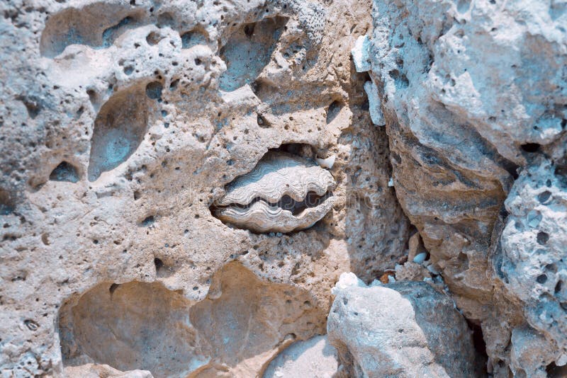 Old Sea Shell in Rock on the Beach Close Up Stock Image - Image of ...