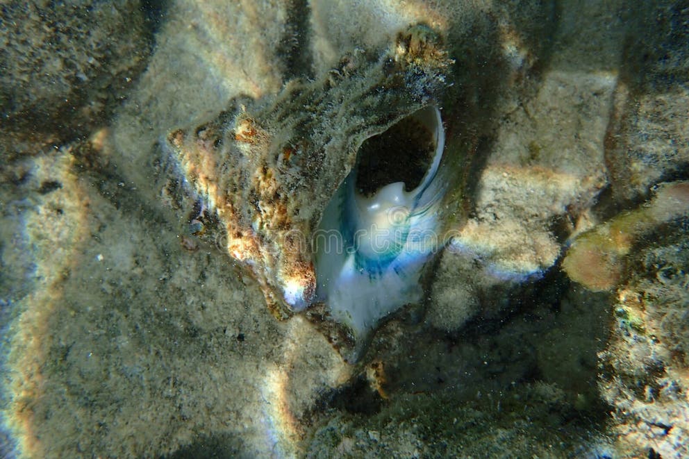 Old sea shell in the sand stock image. Image of tangan - 353663185