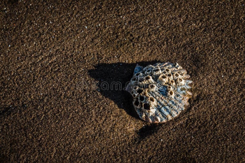 Old Sea Shell stock photo. Image of beach, closeup, nature - 49384598