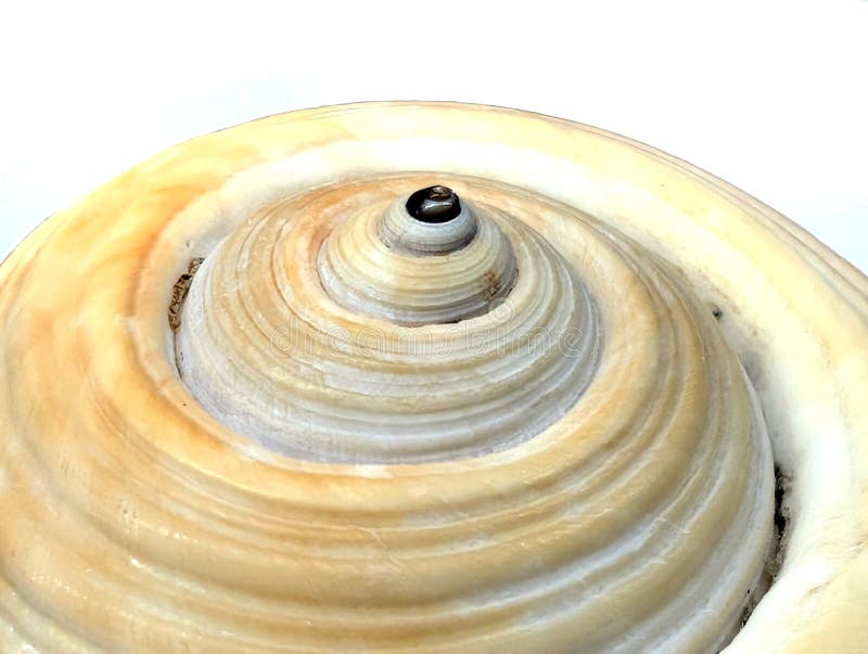 Old sea shell texture stock illustration. Illustration of animal ...