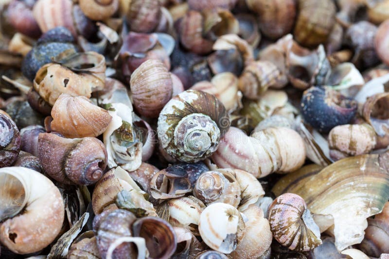 Old sea shells closeup stock image. Image of millions - 80081981