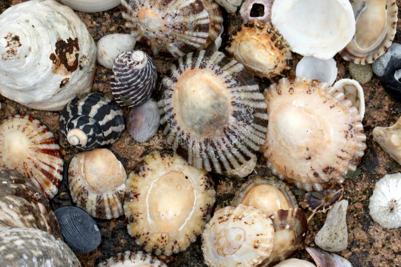 Circular shells stock photo. Image of black, rough, white - 22274066