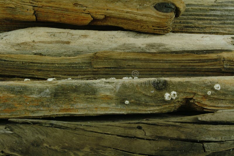 Old sea wood stock image. Image of branch, rustic, details - 13399923