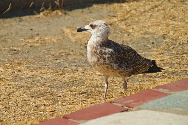 Old seagull looking stock photo. Image of summer, portrait - 49412114