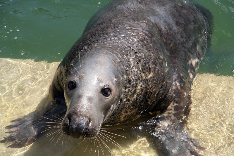 Old Seal Picture. Image: 532003