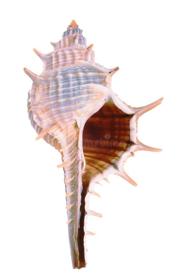Old seashell stock photo. Image of seashell, aquatic - 16246696