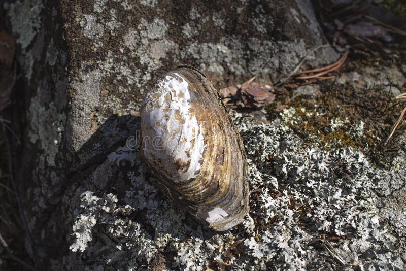 Old Seawater Mussels Shell Attached To a Rock Stock Photo - Image of ...