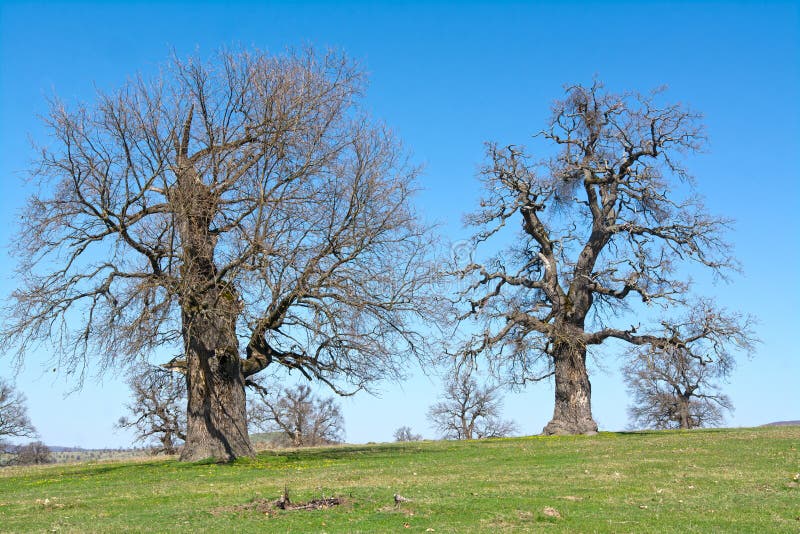 Old, Secular Common Oak Trees Stock Image - Image of pasture, branches ...