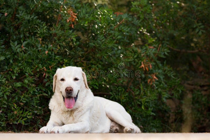 Old Senior Labrador Dog in the Park Looking at Camera Stock Image ...
