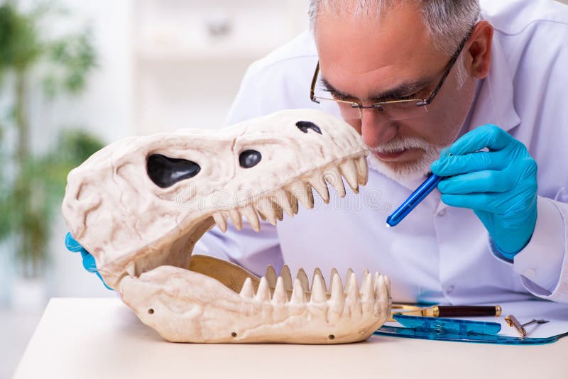 Old Senior Paleontologist Working in the Lab Stock Photo - Image of ...