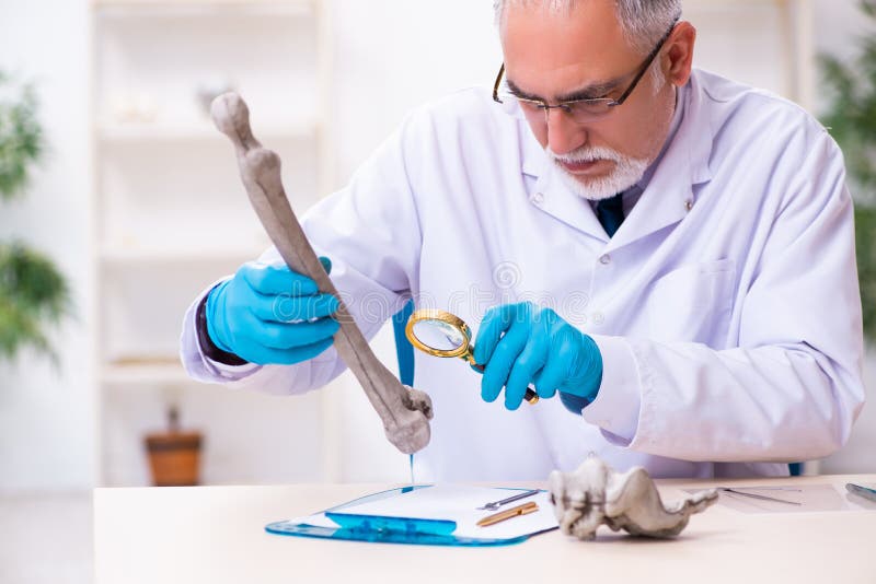 Old Senior Paleontologist Working in the Lab Stock Photo - Image of ...