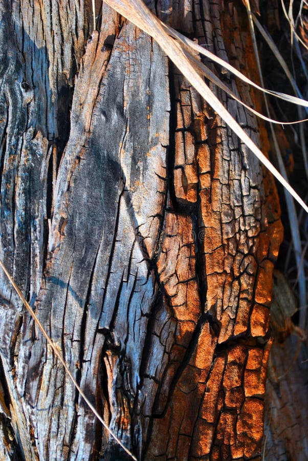 Old Shabby Tree Trunk Surface with White Weathered Grass, Vertical ...