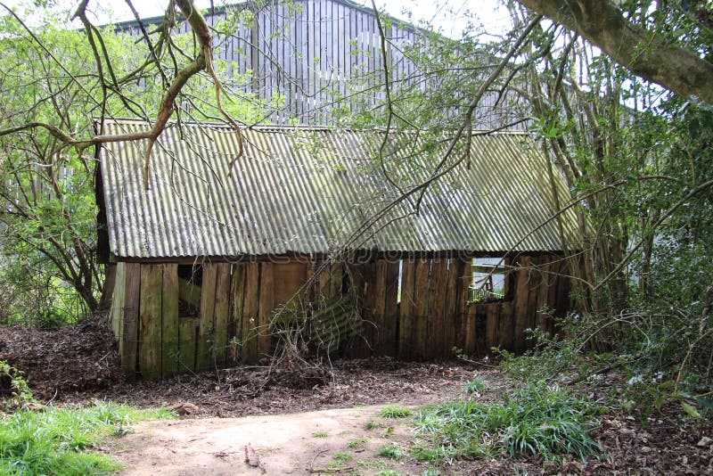 Old shack in the woods stock photo. Image of deserted - 218276428