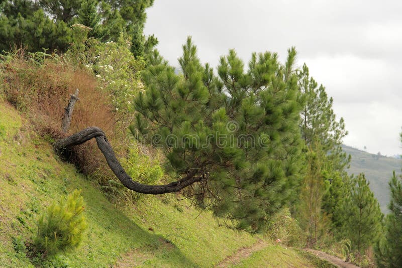 An old shape pine tree stock image. Image of mountainside - 193438075