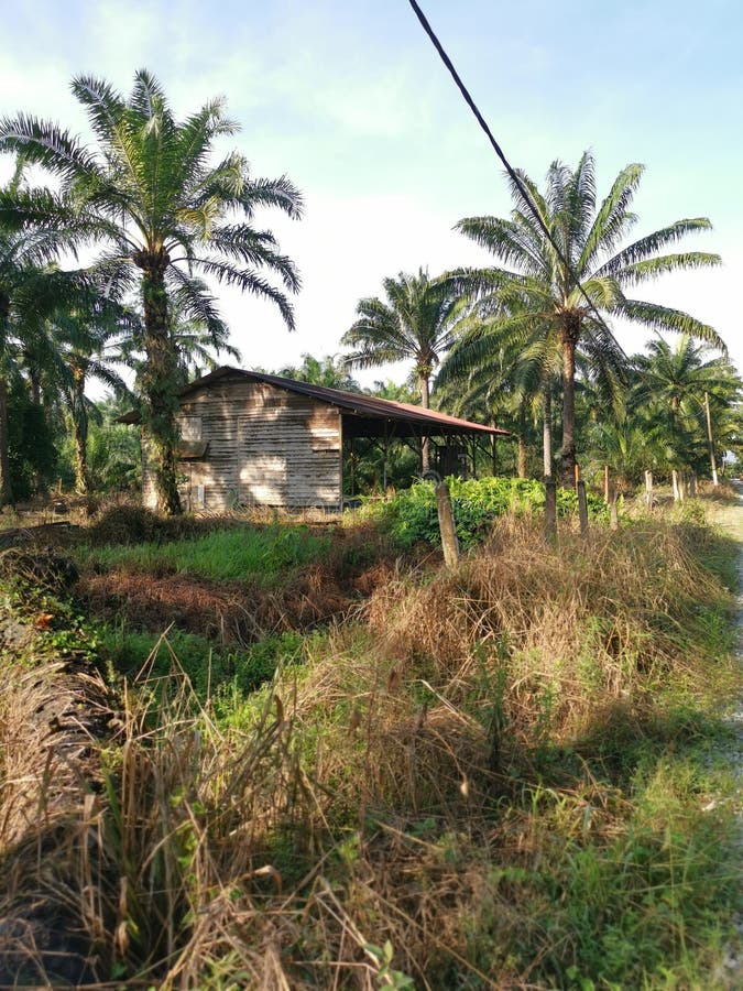Old Shed at the Bushy Field at the Agriculture Land. Stock Photo ...