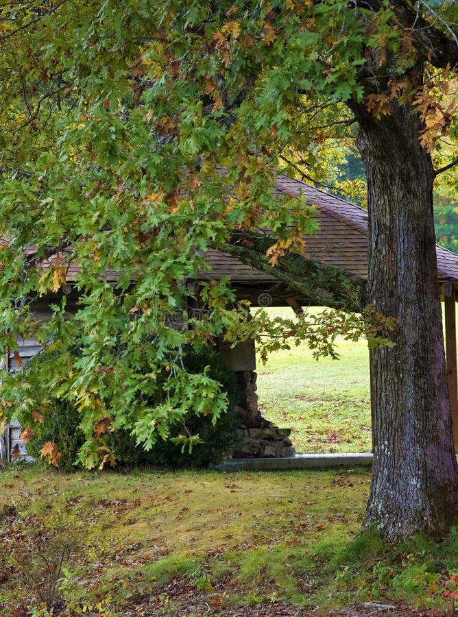Old Shed with Large Tree Draping Over Stock Photo - Image of leaves ...