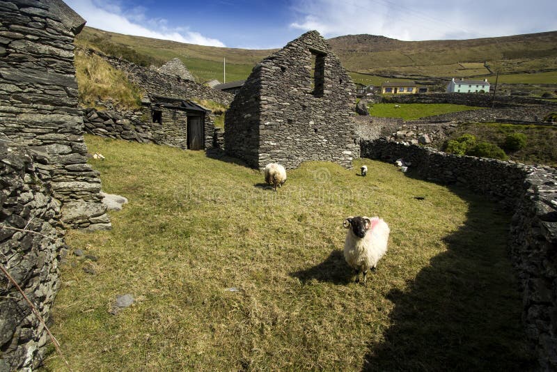 Old Sheep pasture, Ireland stock image. Image of frame - 25686517