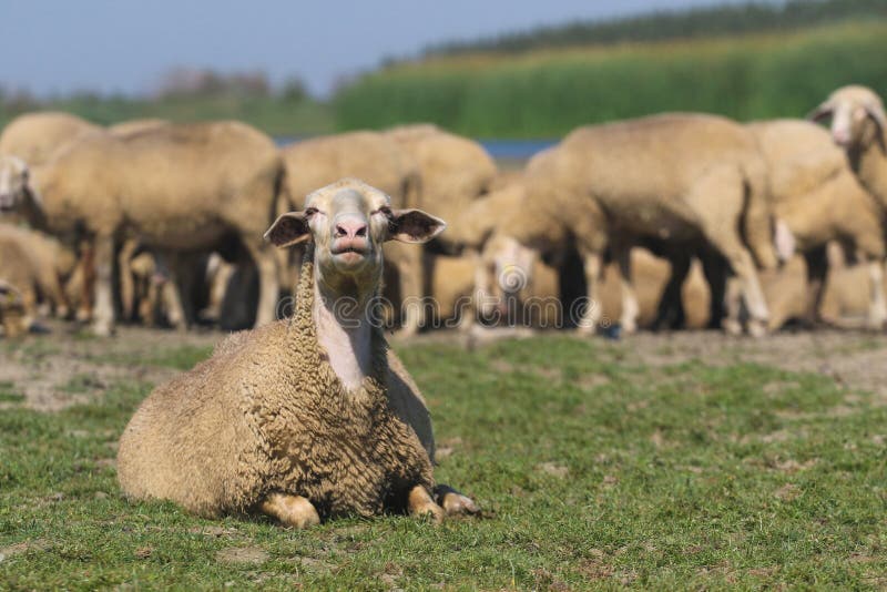 Sheep are Resting on the Pasture Stock Image - Image of nature, drink ...