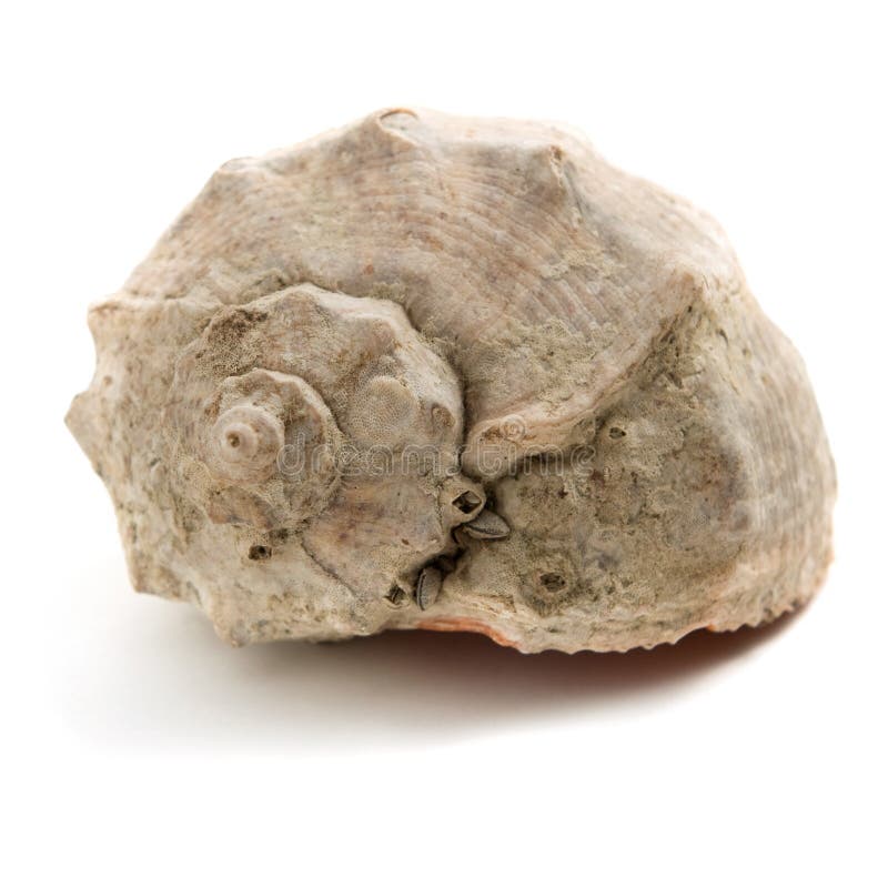 Ancient heart stock image. Image of shape, shaped, striate - 8729545