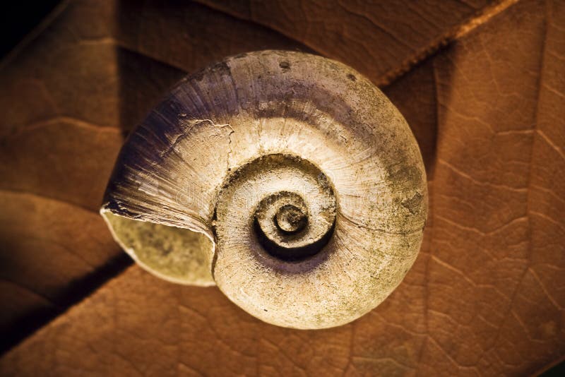 Old blank spiral shell stock photo. Image of snail, color - 9181428