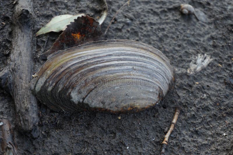 An Old Shell, Cast Ashore and Lying in the Mud. Stock Photo - Image of ...
