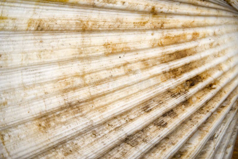 An old shell macro stock image. Image of beautiful, summer - 32786481