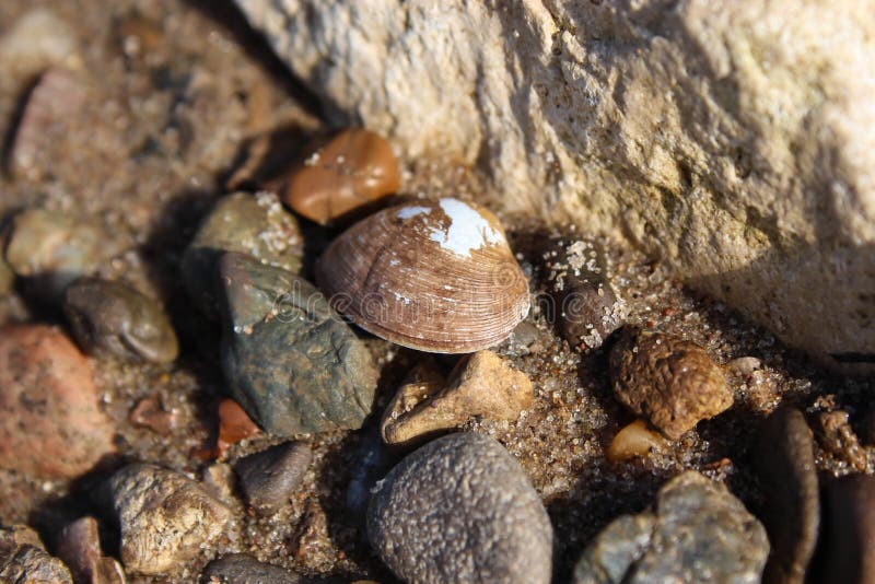 Old Shell among River Stones Stock Image - Image of pebble, wildlife ...