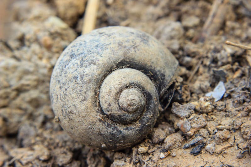 Old shell of snail on soil stock image. Image of square - 79617281