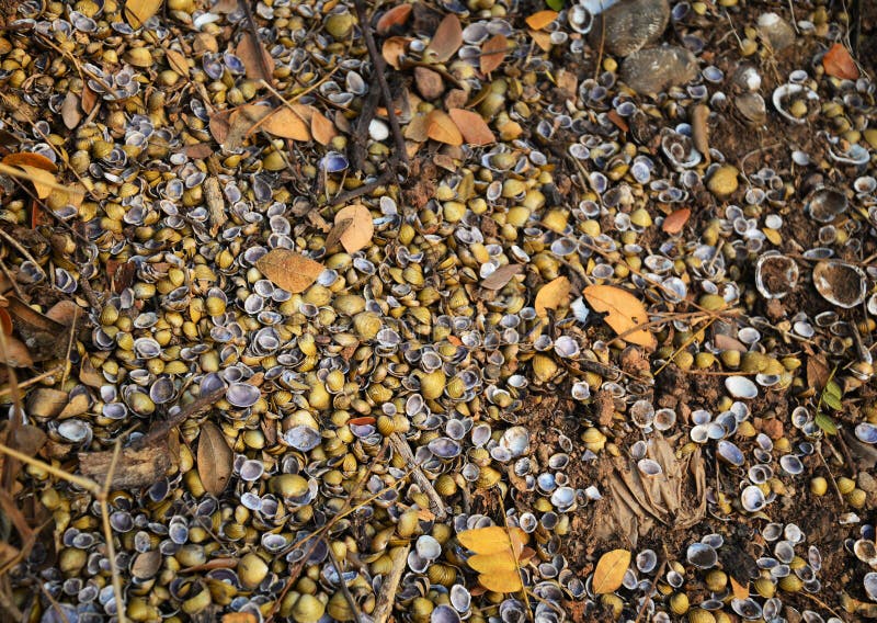 Old Shellfish Clams stock photo. Image of evolution, gastropod - 51170448