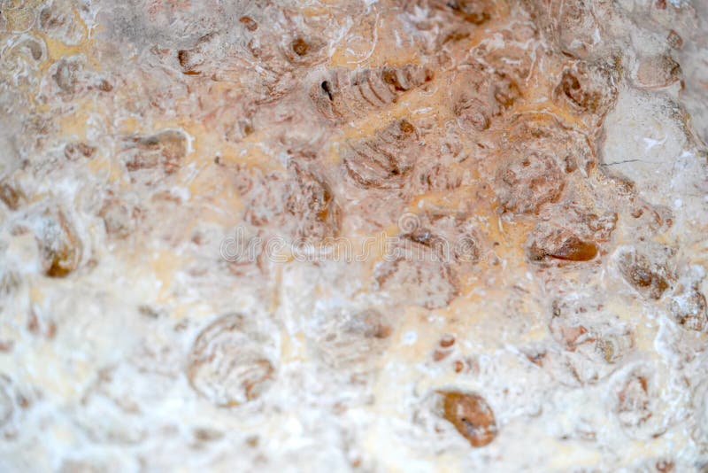 Old Shells Fossil In Stone Background Stock Photo - Image of aged ...