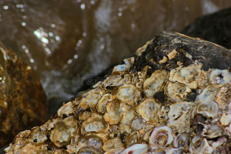 Old shells stock image. Image of approaching, dangers - 79316701