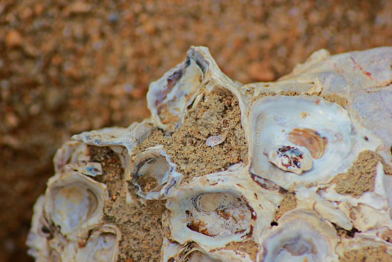 Old shells stock photo. Image of separated, phenomenon - 79320456