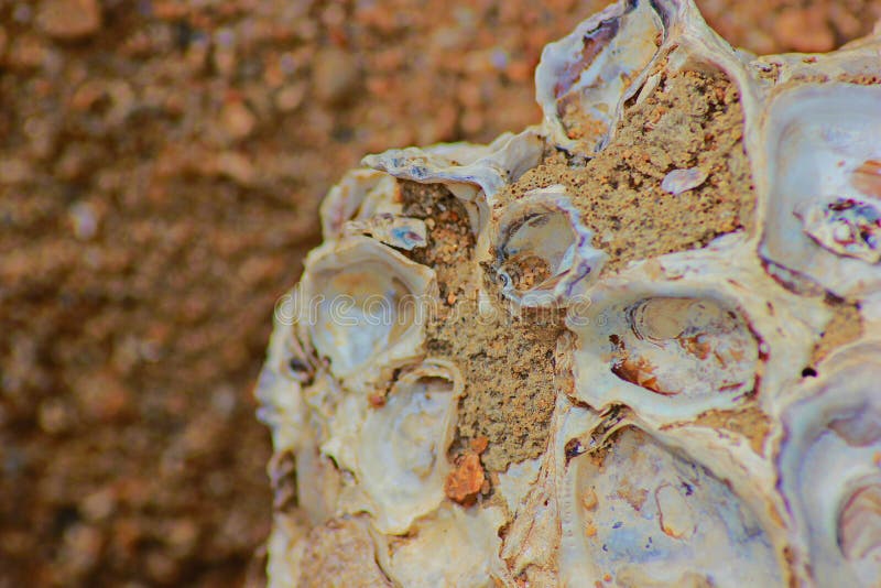 Old shells stock photo. Image of naturally, objects, object - 79317468