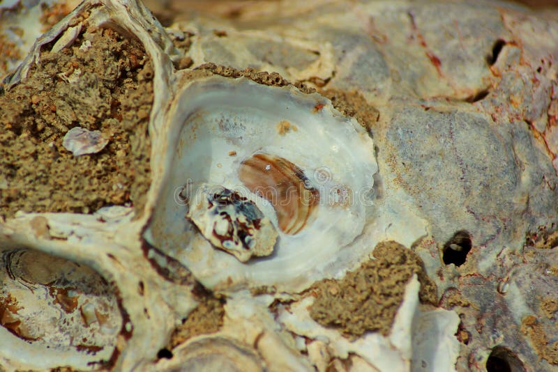 Old shells stock image. Image of sharp, approaching, create - 79317909