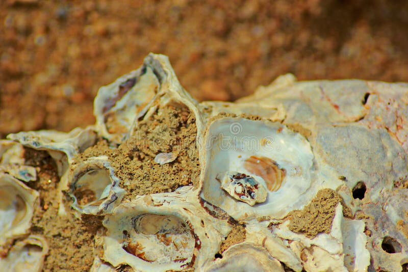 Old shells stock photo. Image of approaching, bond, embedded - 79320696