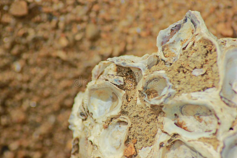 Old shells stock image. Image of shell, occur, separated - 79320793