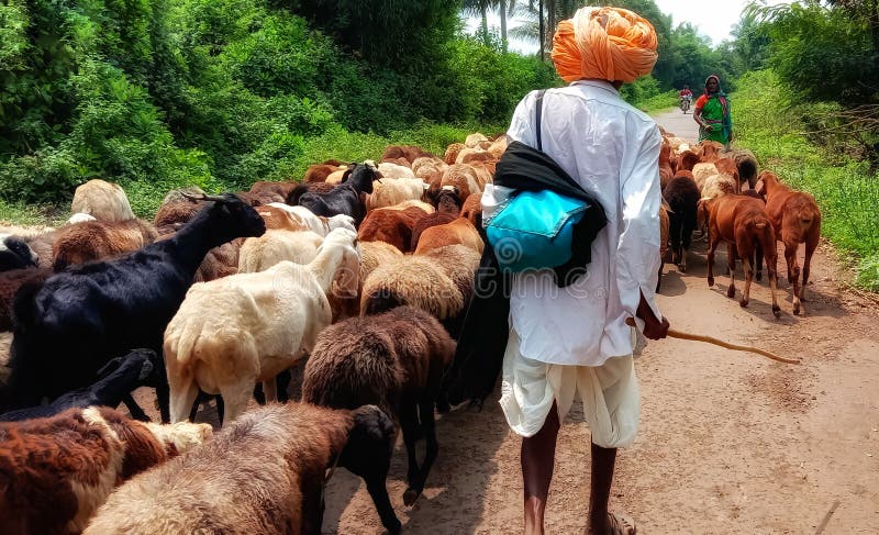 Old Shepherd from back. stock photo. Image of animal - 198656038