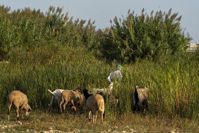 Old Shepherd Grazing His Sheep and Goats Stock Photo - Image of natural ...