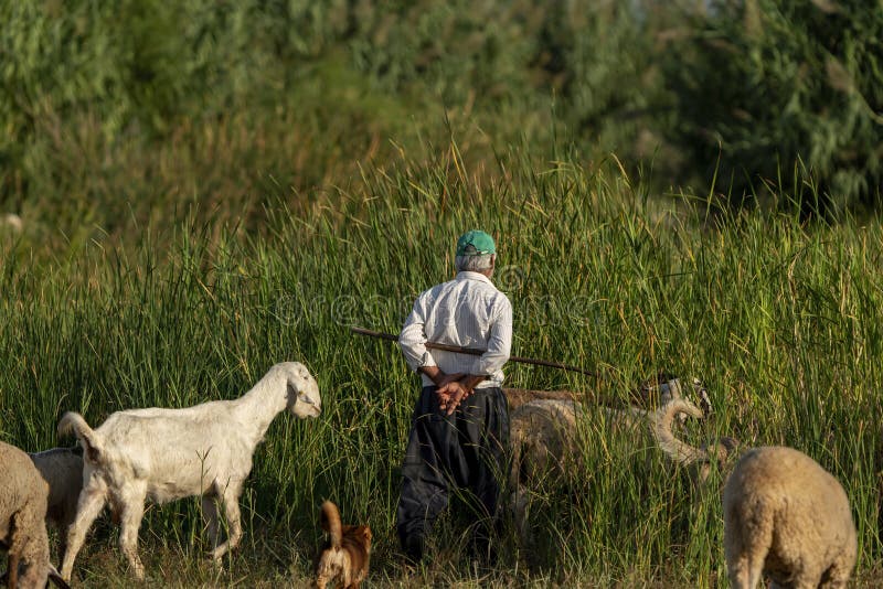 Old Shepherd Grazing His Sheep and Goats Stock Image - Image of grass ...