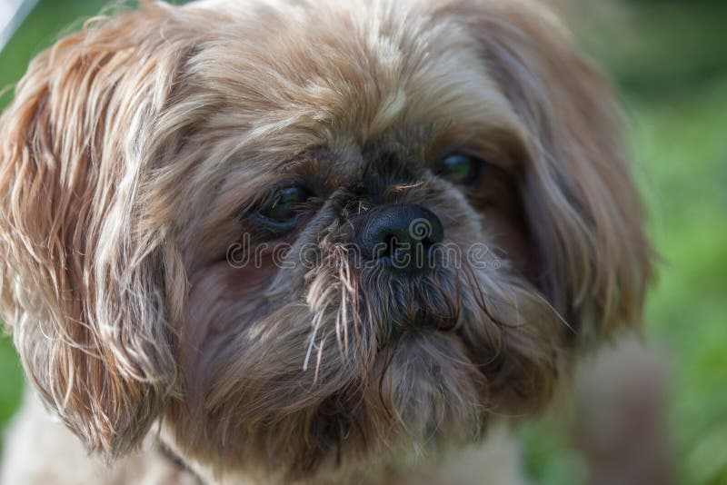 Old shih tzu stock image. Image of purebred, shih, shaggy - 91129101