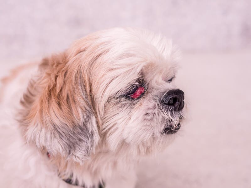 Old Shih-Tzu dog stock photo. Image of floppy, hound - 82804352