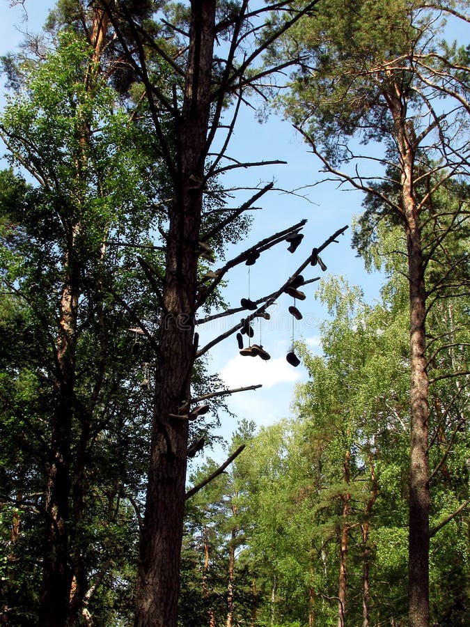Shoes stock photo. Image of tree, branch, footwear, tourism - 29807338