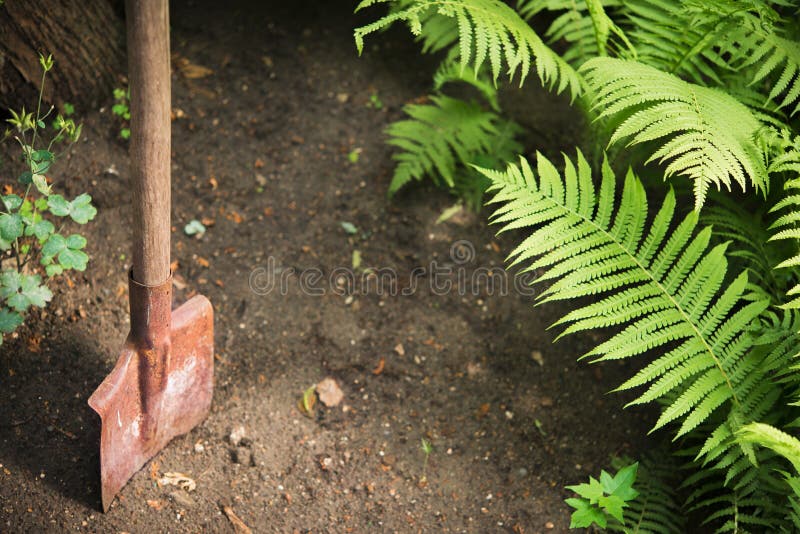 Old Shovel in the Ground in the Garden Stock Image - Image of ...