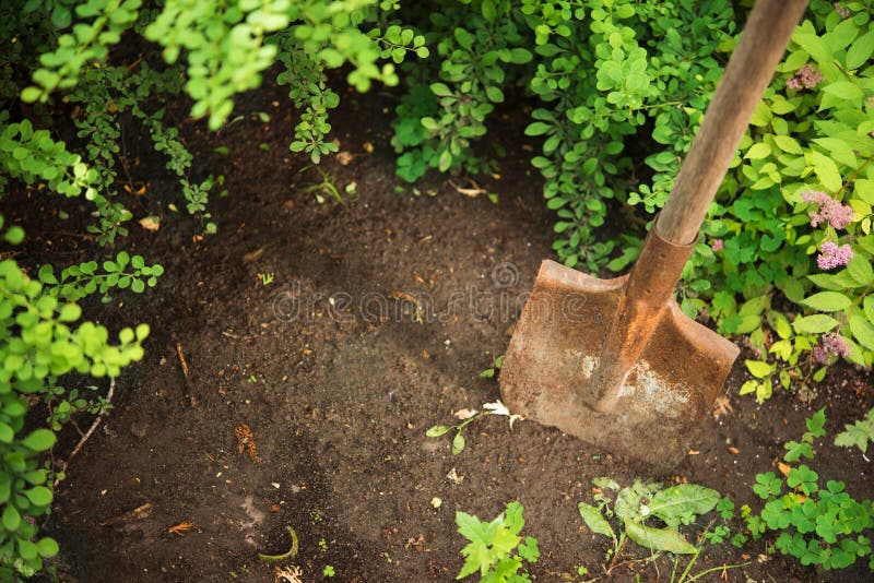 Old Shovel in the Ground in the Garden Stock Image - Image of ...