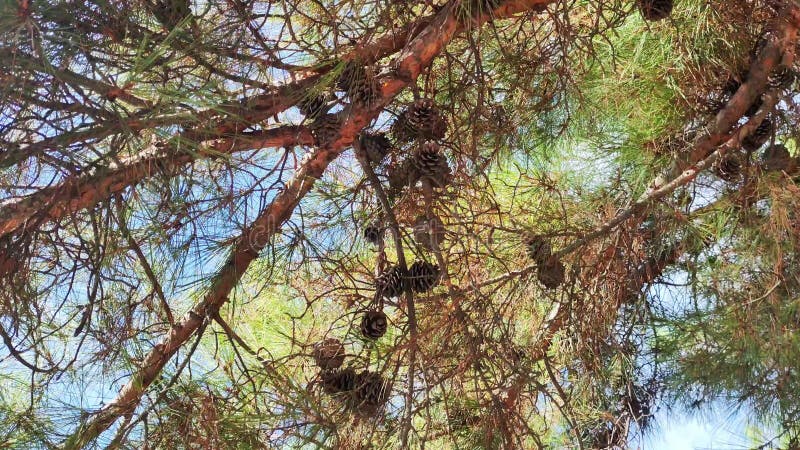 Old Siberian Cedar Tree with Many Cones on the Crown, Nature Stock ...