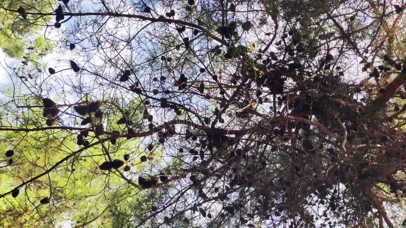 Old Siberian Cedar Tree with Many Cones on the Crown, Nature Stock ...