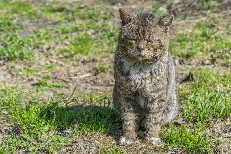 Old and Sick Cat with Wounds Sits on the Grass and Dozes Stock Image ...