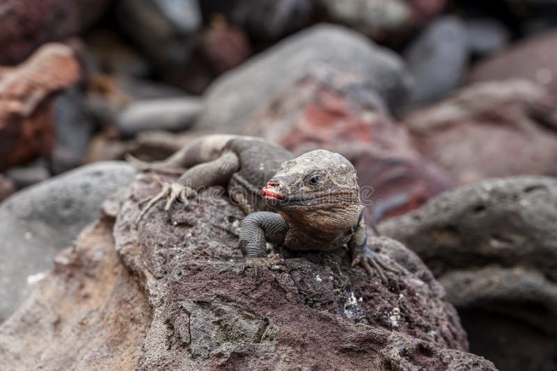 An Old and Sick Lizard on the Rocks. Stock Photo - Image of rock ...