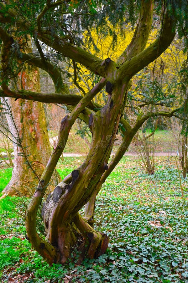 Old, Sick Pine in Colorful Environment Stock Photo - Image of ...