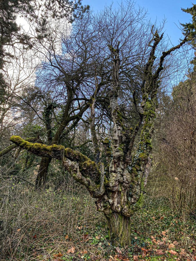 Old Sick Tree Abandoned in Park Stock Photo - Image of leaf, moss ...